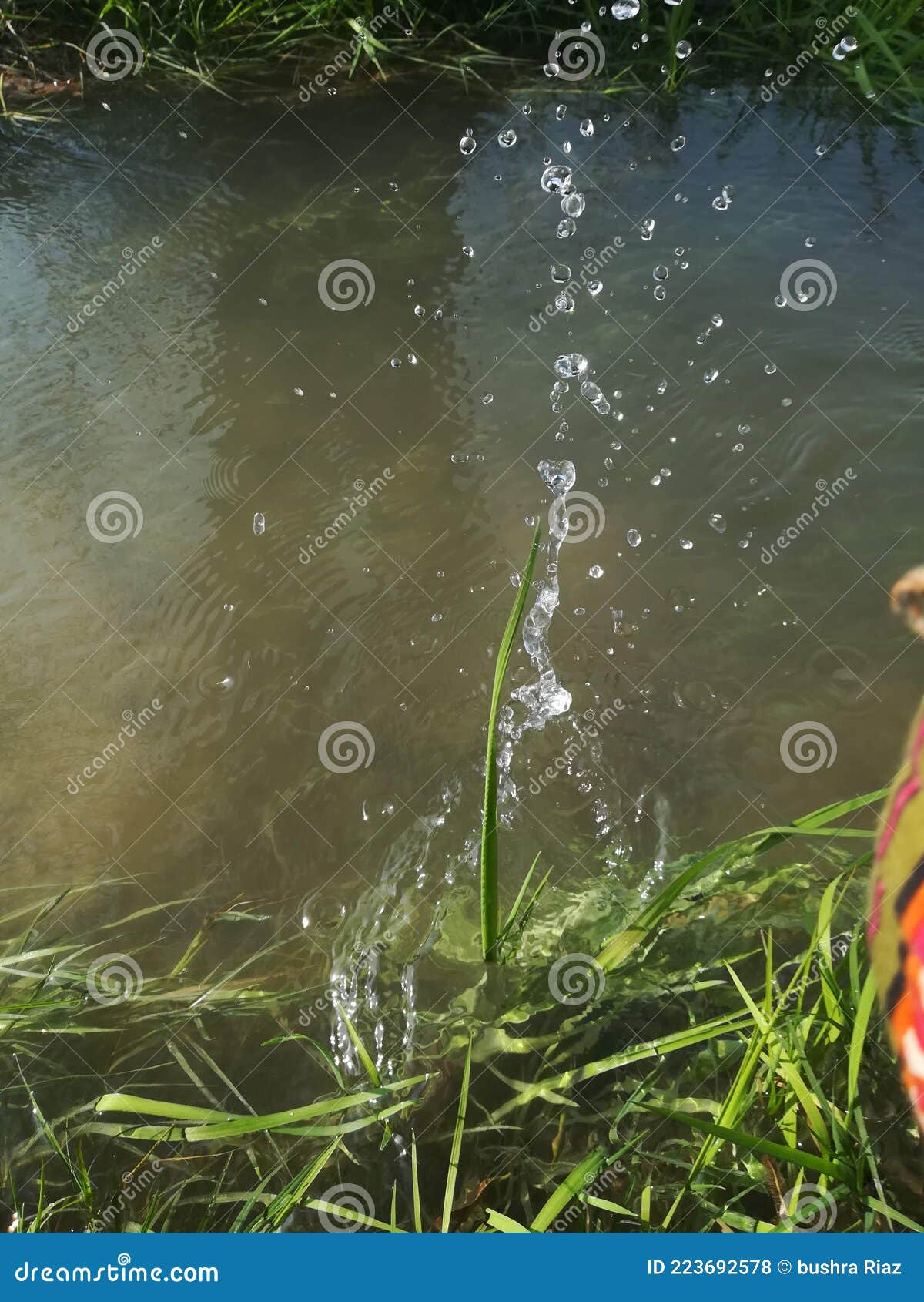 Water drop stock photo. Image of leaf, reflection, flower - 223692578