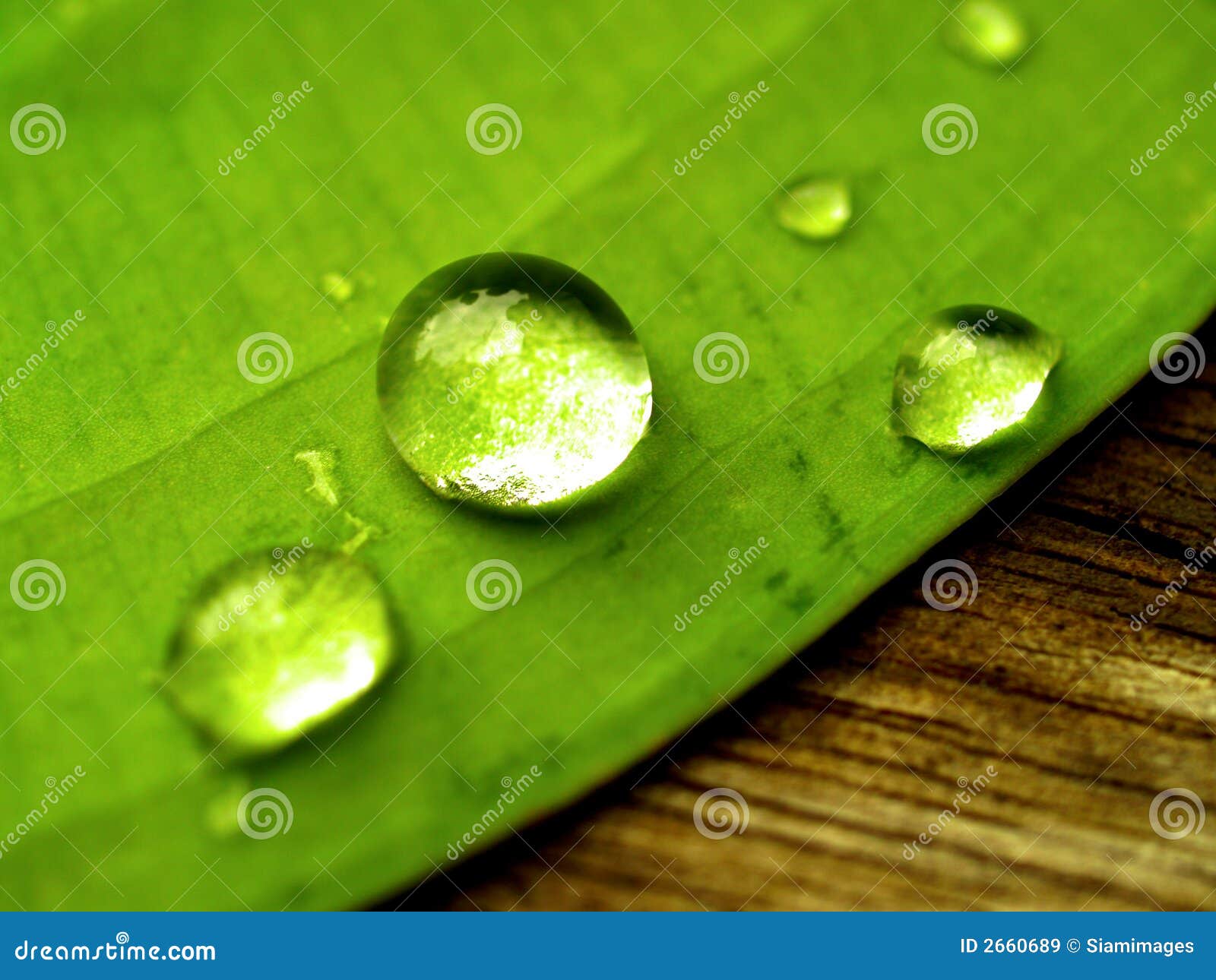 Water drop on leaf stock image. Image of texture, tree - 2660689