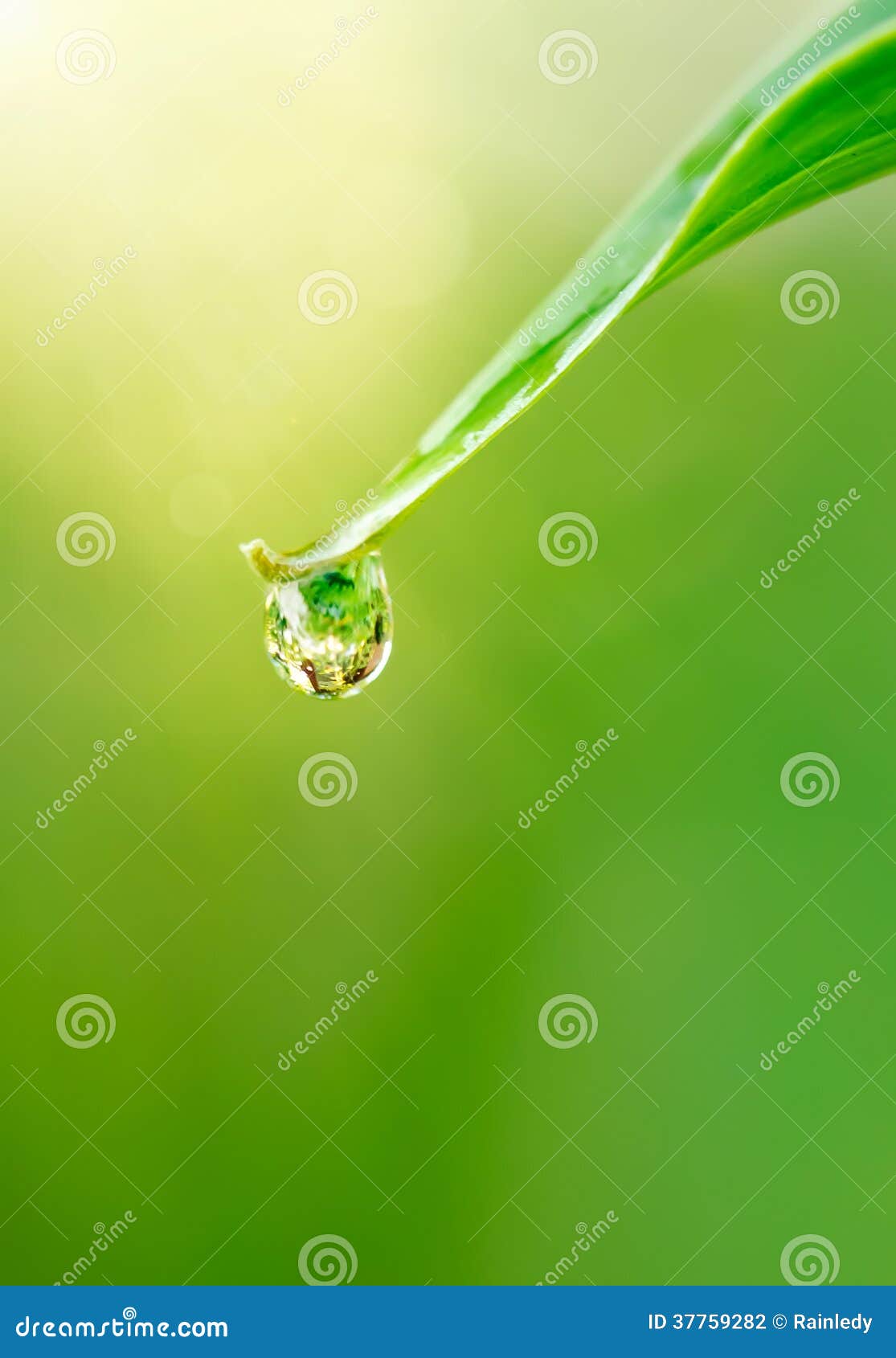 Water drop on leaf. stock photo. Image of macro, beautiful - 37759282