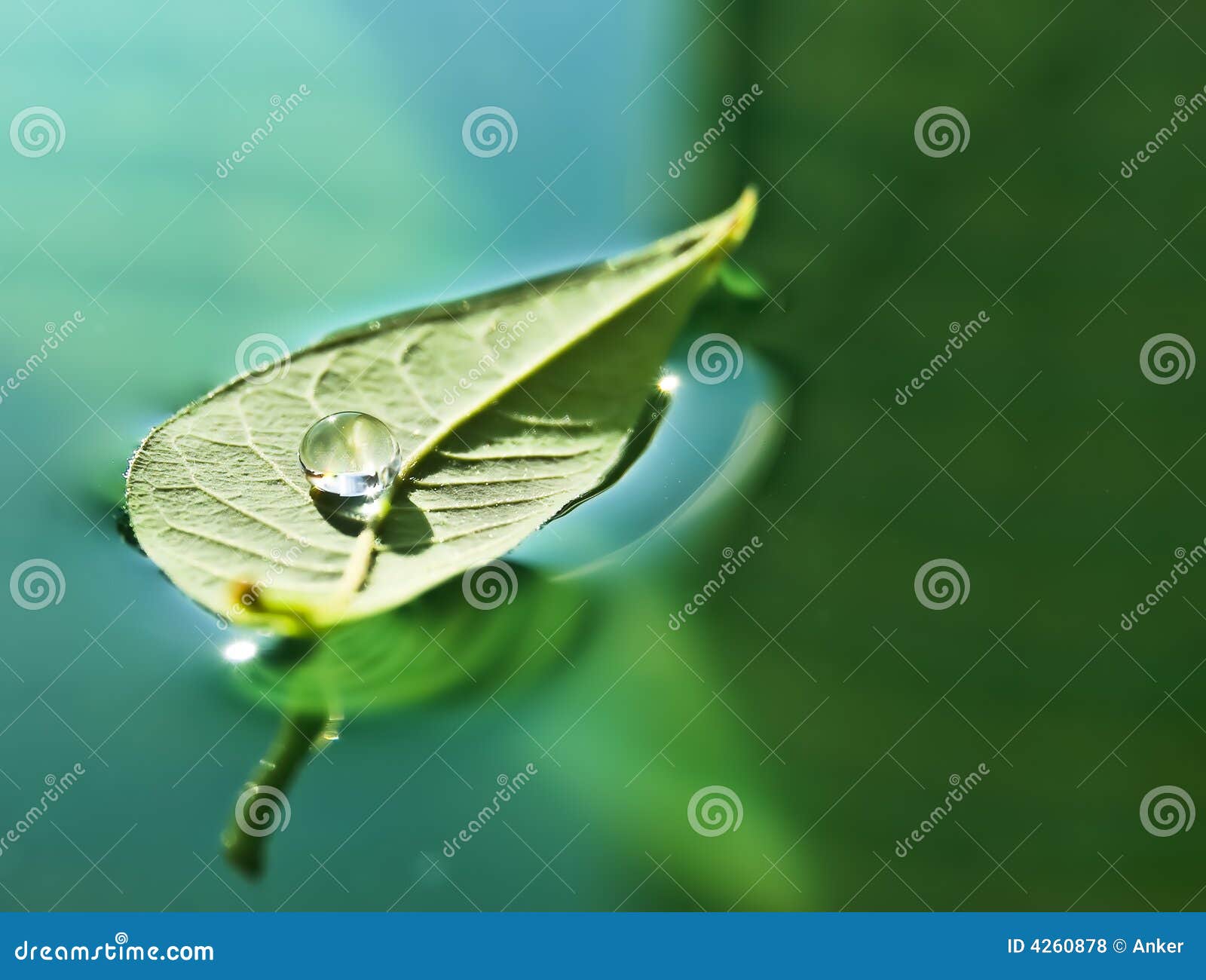 Water On The Leaf Stock Photography | CartoonDealer.com #82998896