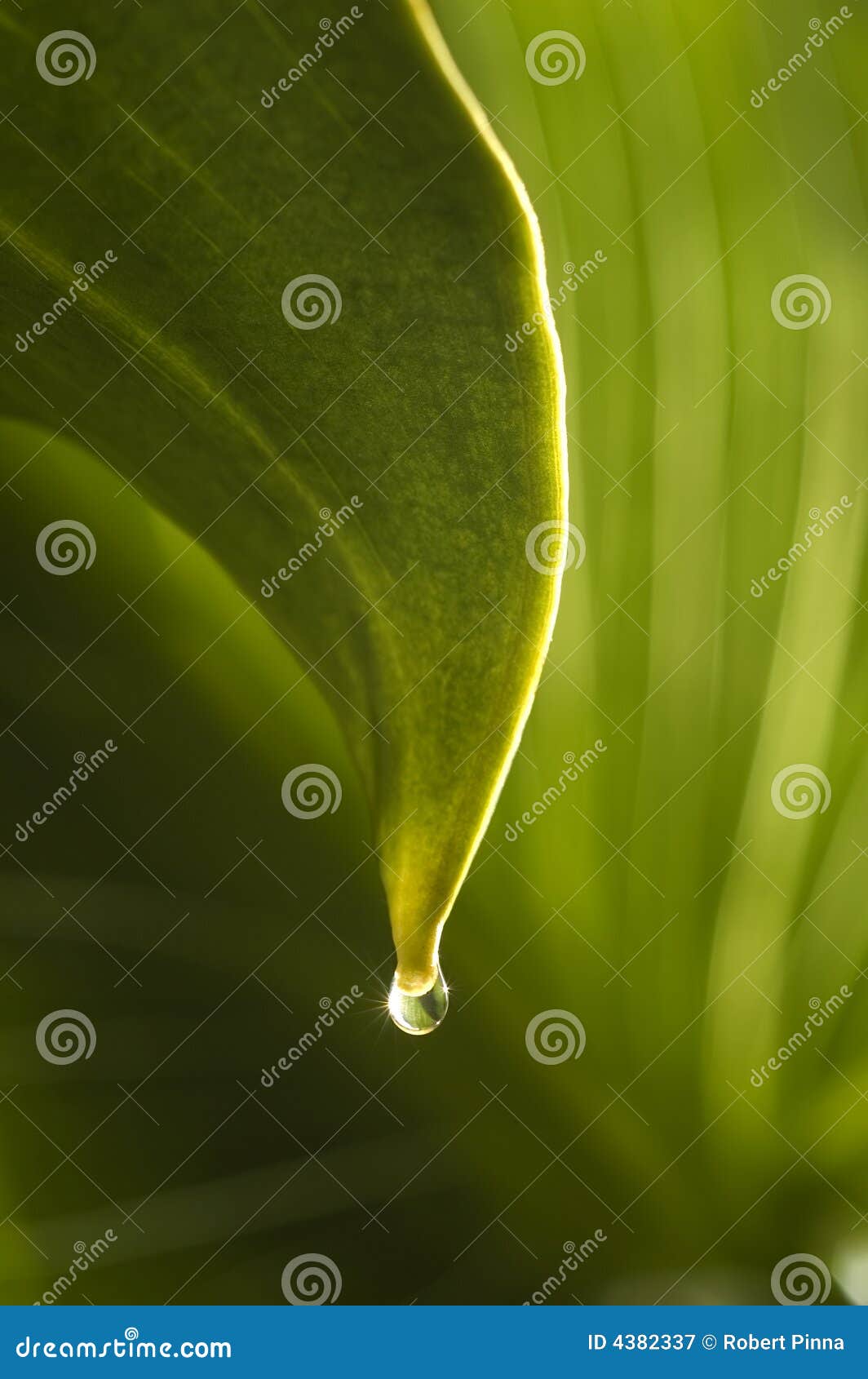 Water drop from a leaf stock image. Image of flora, life - 4382337