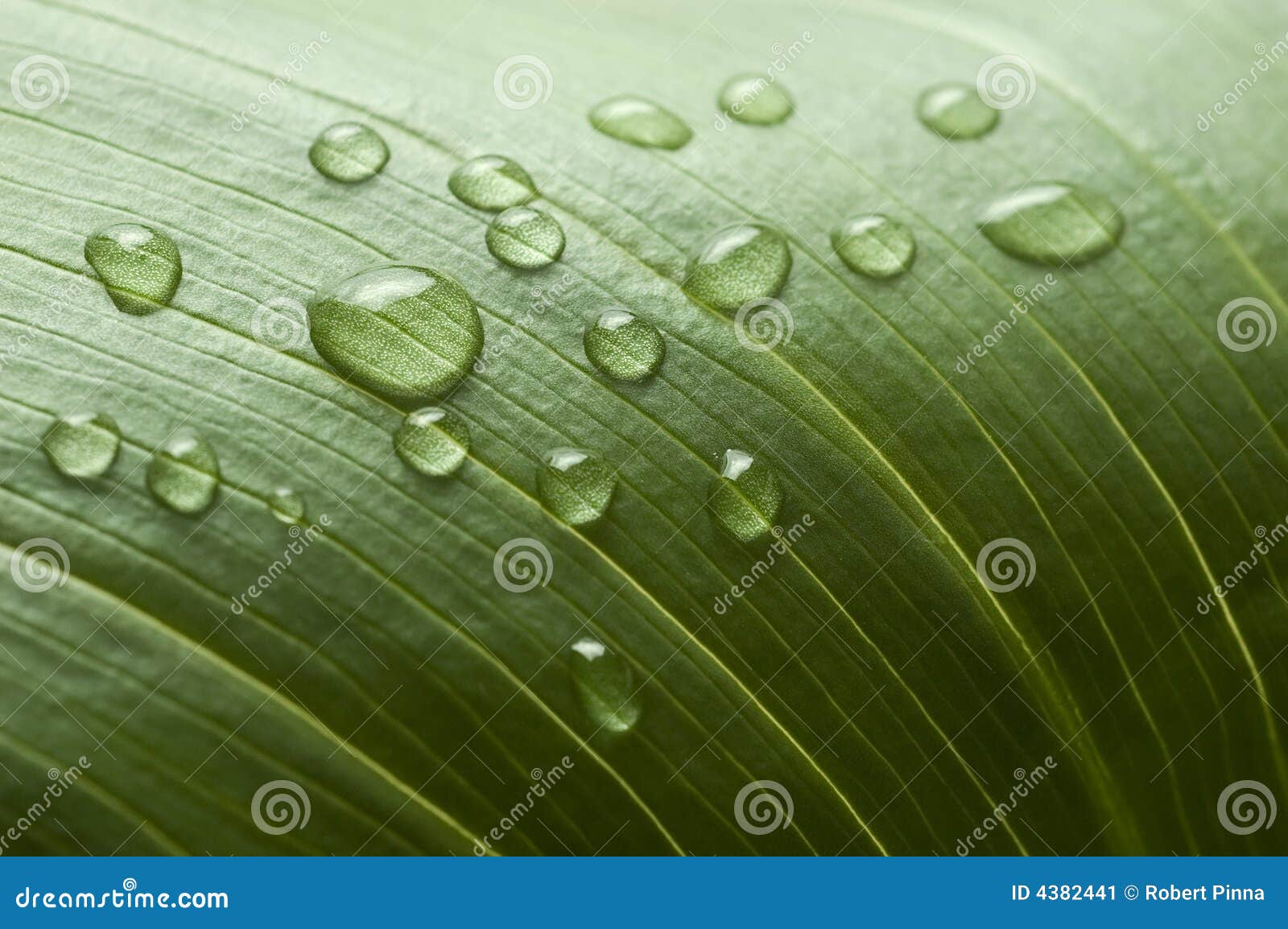 Water drop from a leaf stock image. Image of light, background - 4382441