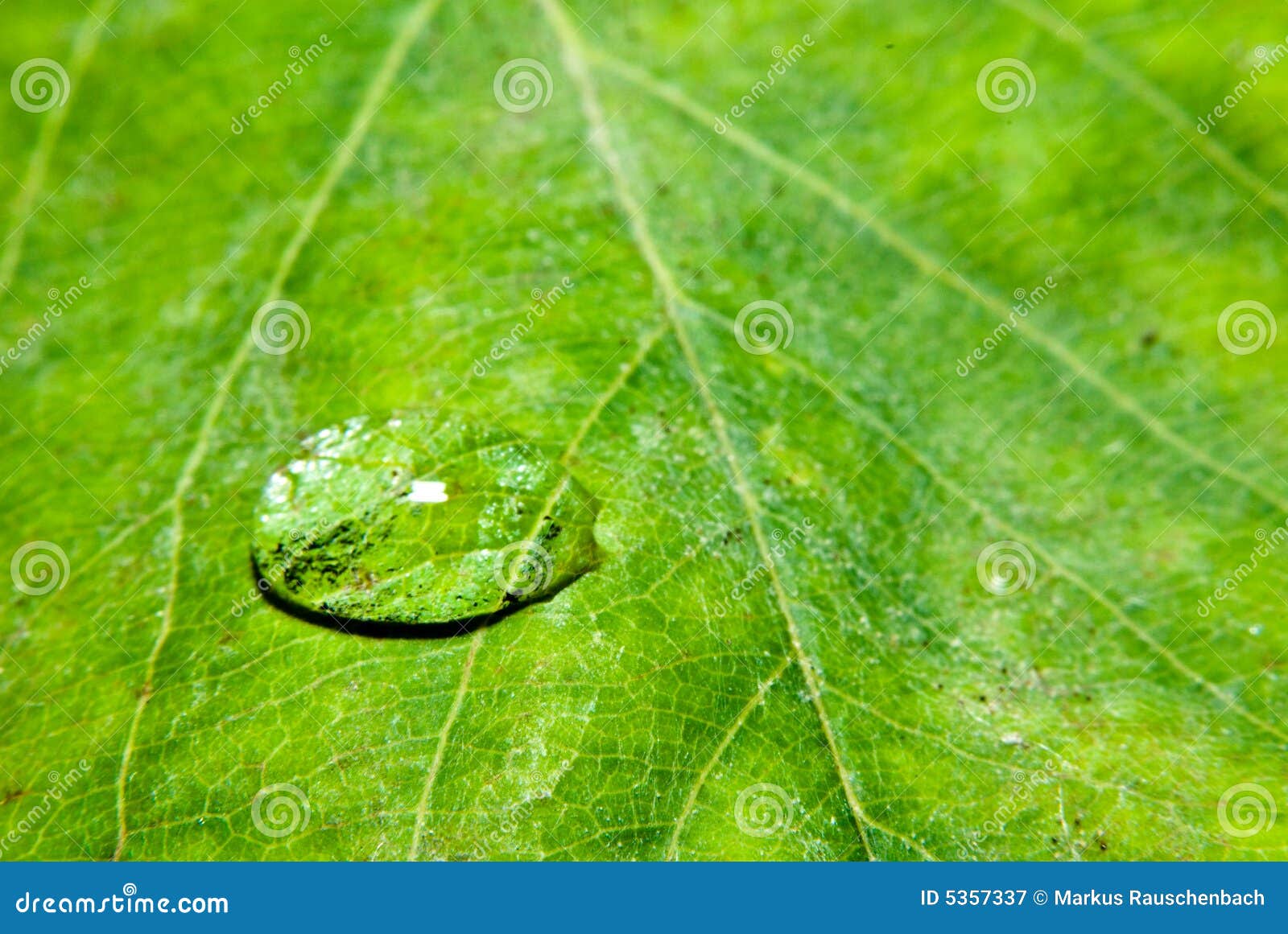 Water drop on a leaf stock image. Image of natural, leaf - 5357337
