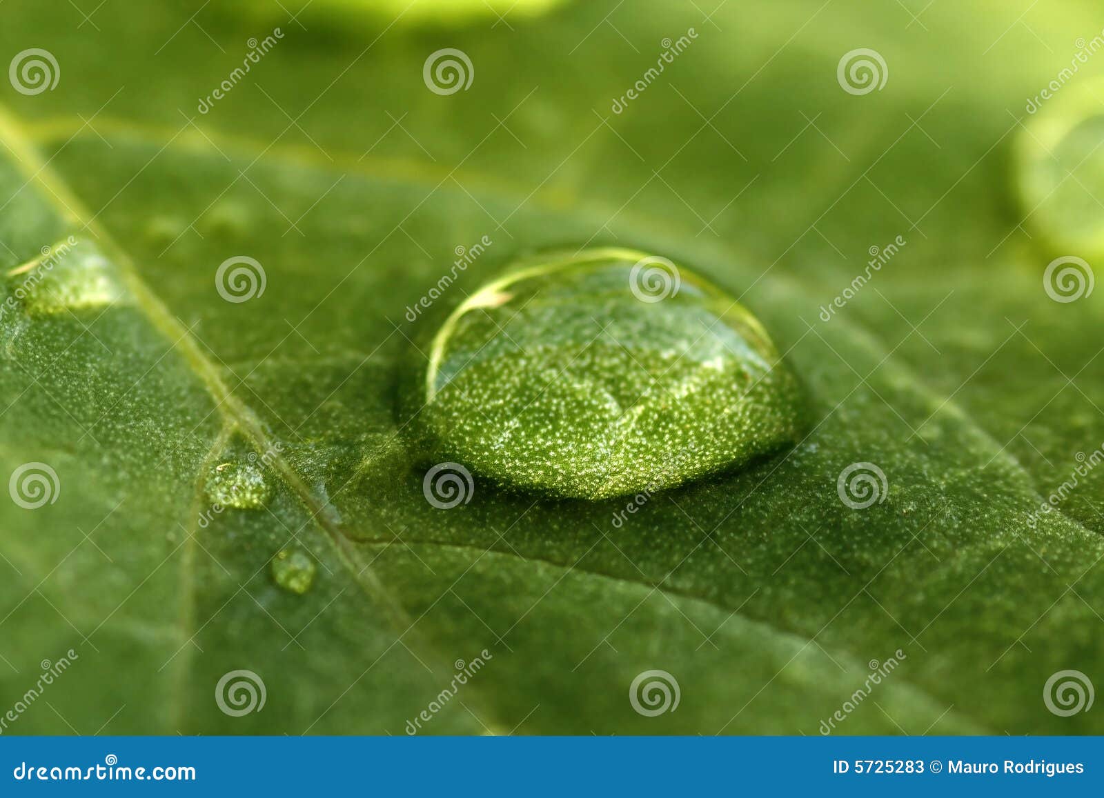 Water drop on leaf stock image. Image of herbal, waterdrops - 5725283