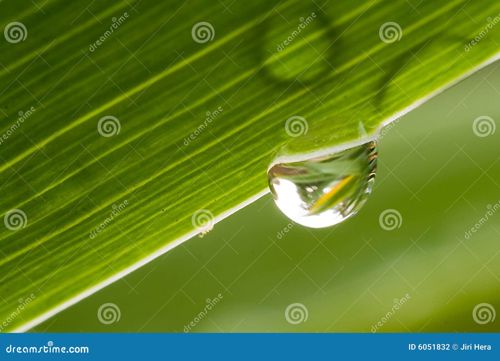 Water drop on leaf stock photo. Image of horticultural - 6051832