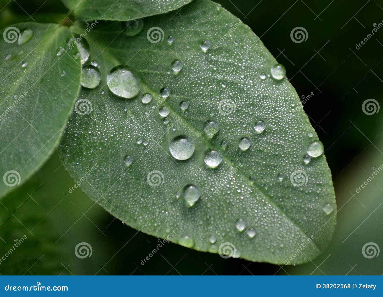 Water drop on leaf stock photo. Image of life, frame - 38202568