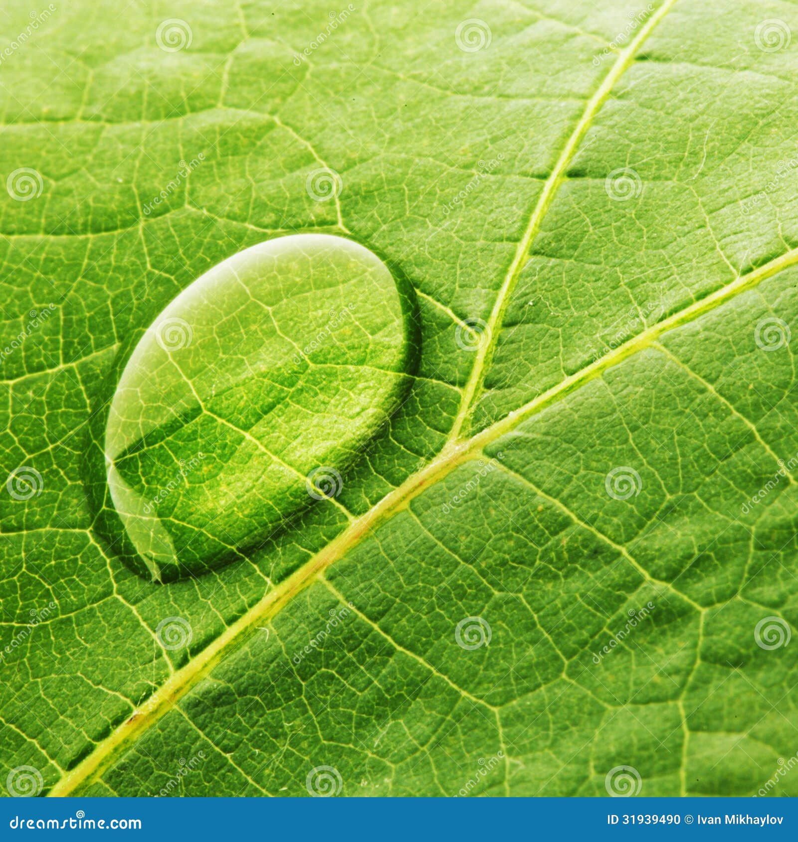 Water drop on leaf stock photo. Image of bright, closeup - 31939490