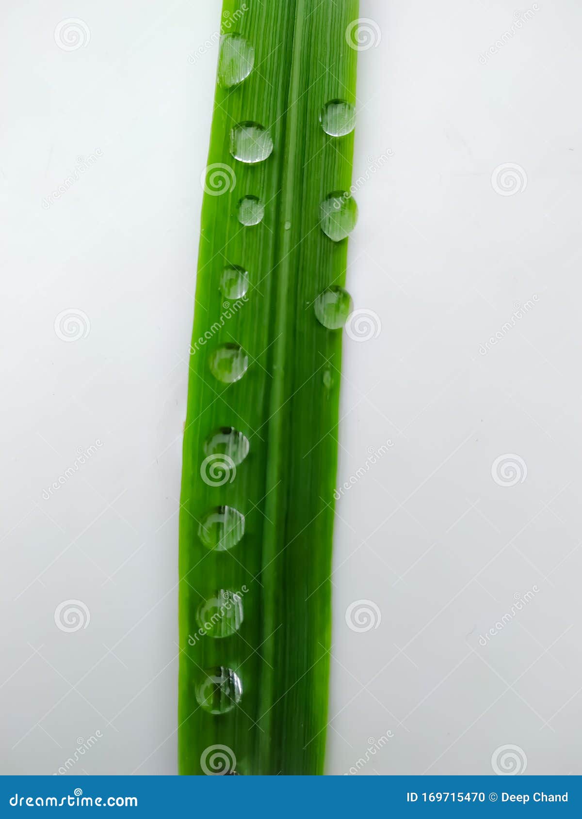 Green Leaf drop stock photo. Image of summer, green - 169715470