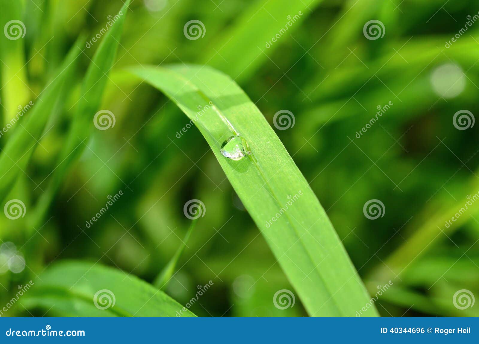 Water Drop on Leaf stock photo. Image of structure, easy - 40344696