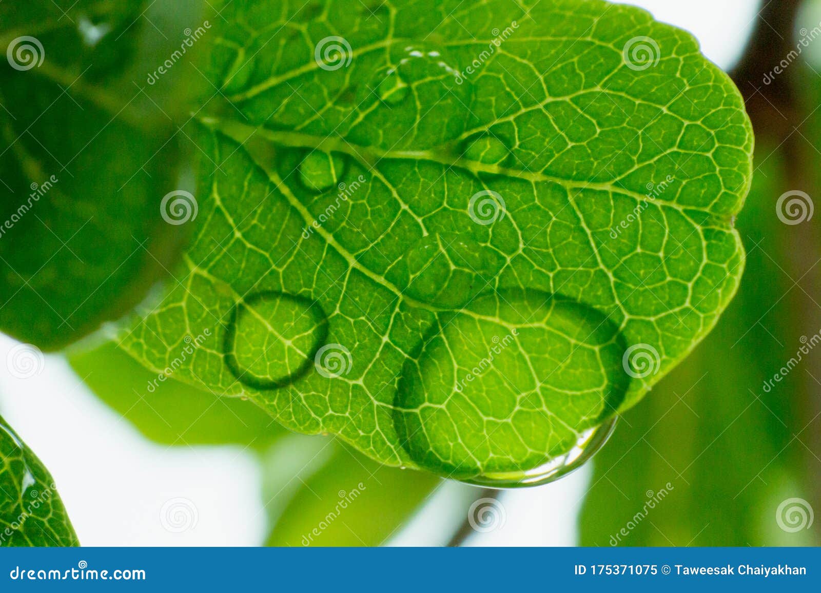 The Water Drop on Leaf in Macro View Stock Image - Image of bright ...