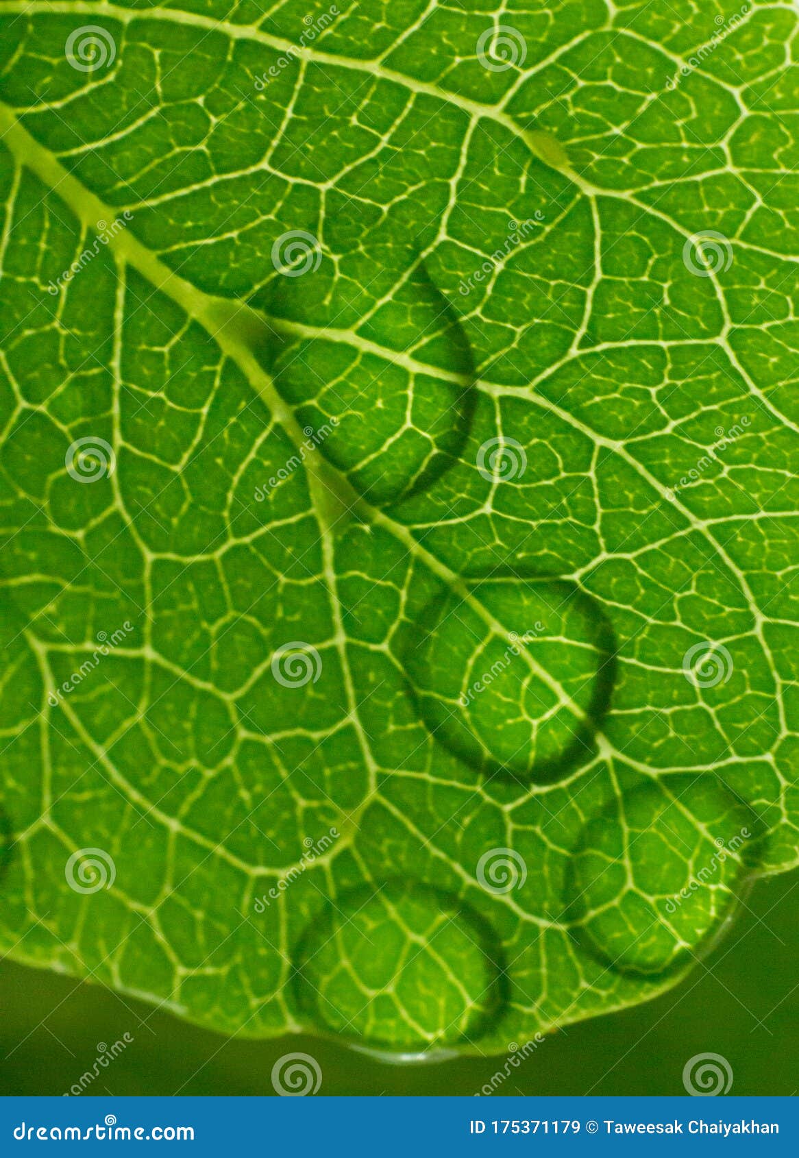 The Water Drop on Leaf in Macro View Stock Image - Image of pattern ...