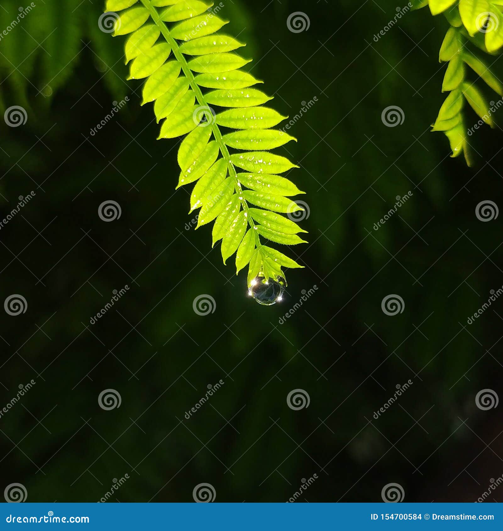Water drop on leaf stock photo. Image of green, leaf - 154700584