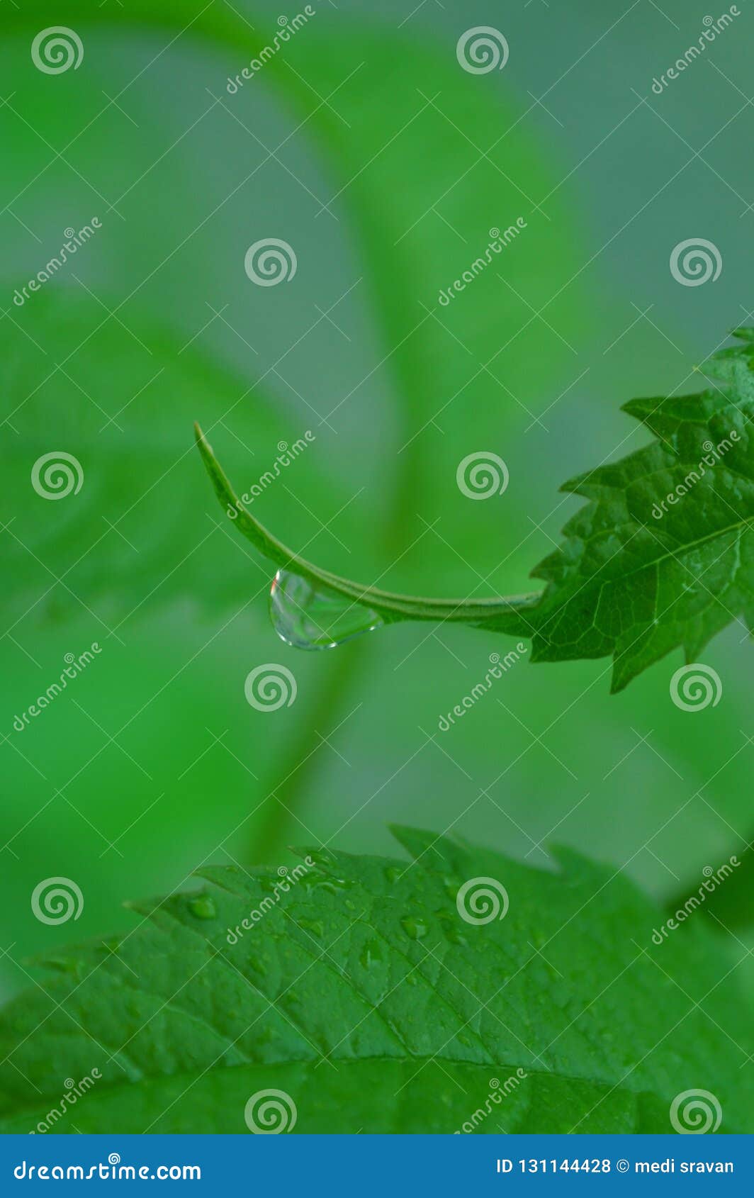 Water drop on leaf stock photo. Image of water, watter - 131144428