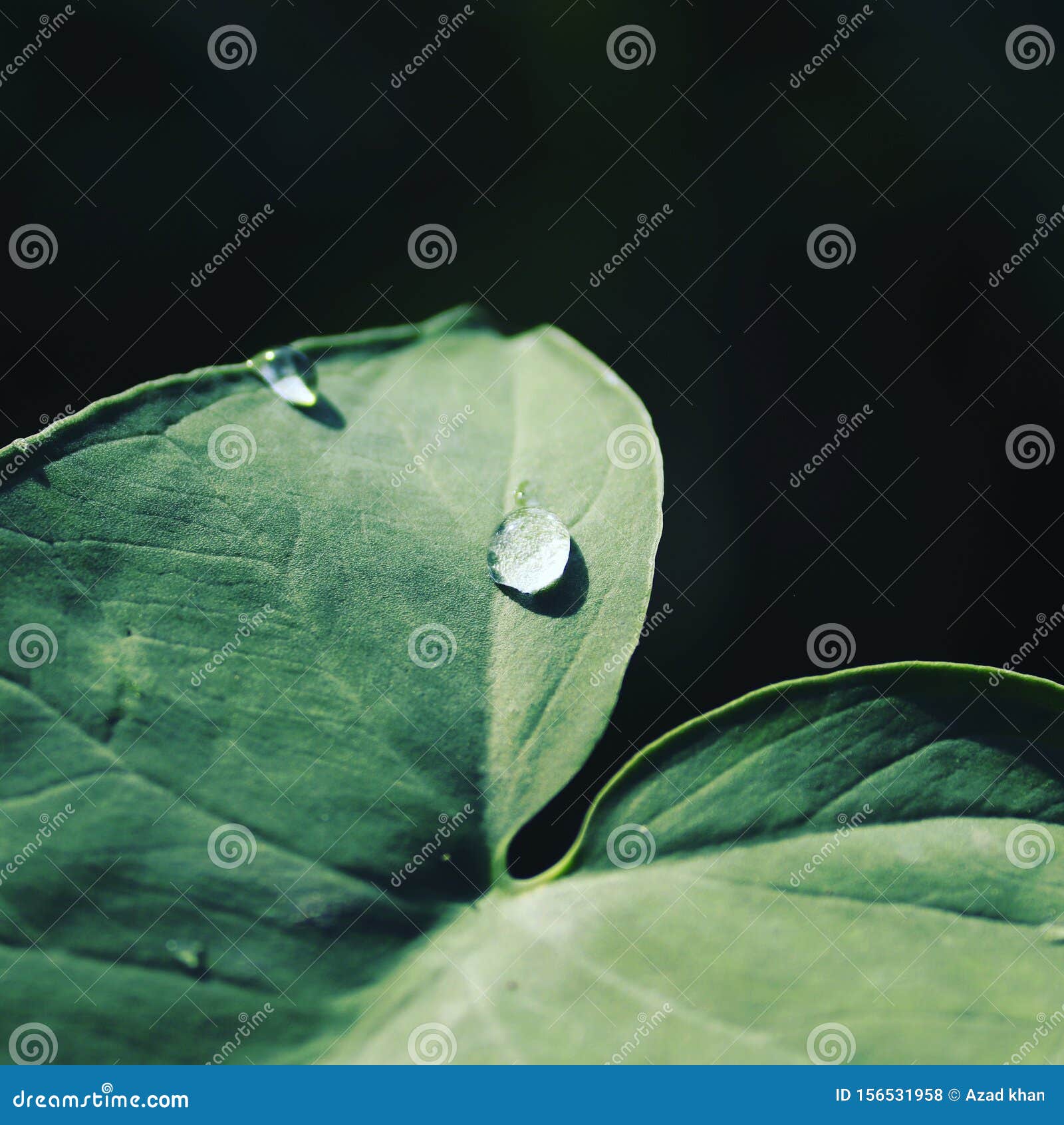 Water drop on leaf stock photo. Image of nature, water - 156531958