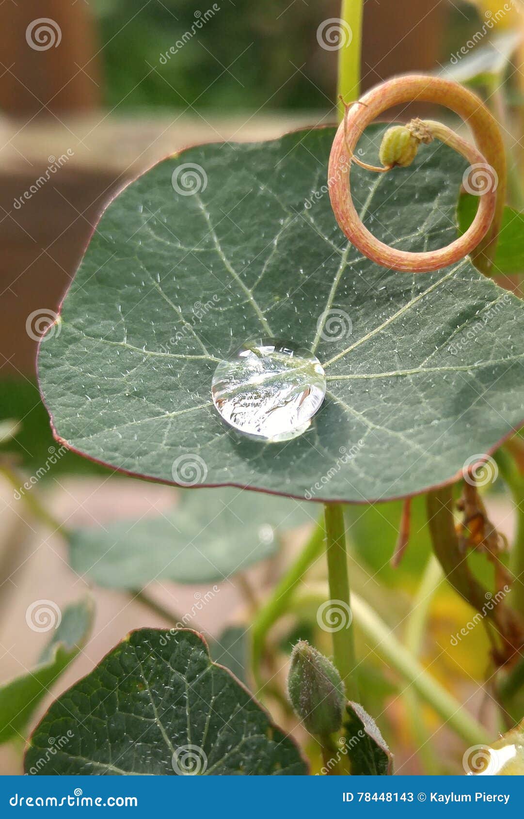 Water drop in leaf stock image. Image of rain, drop, leaf - 78448143