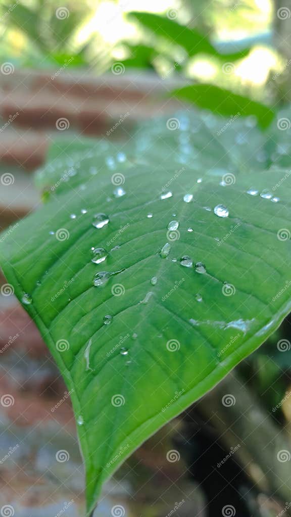 Water Drop on the Leaf during Rainy Stock Image - Image of nature, plant: 321687795