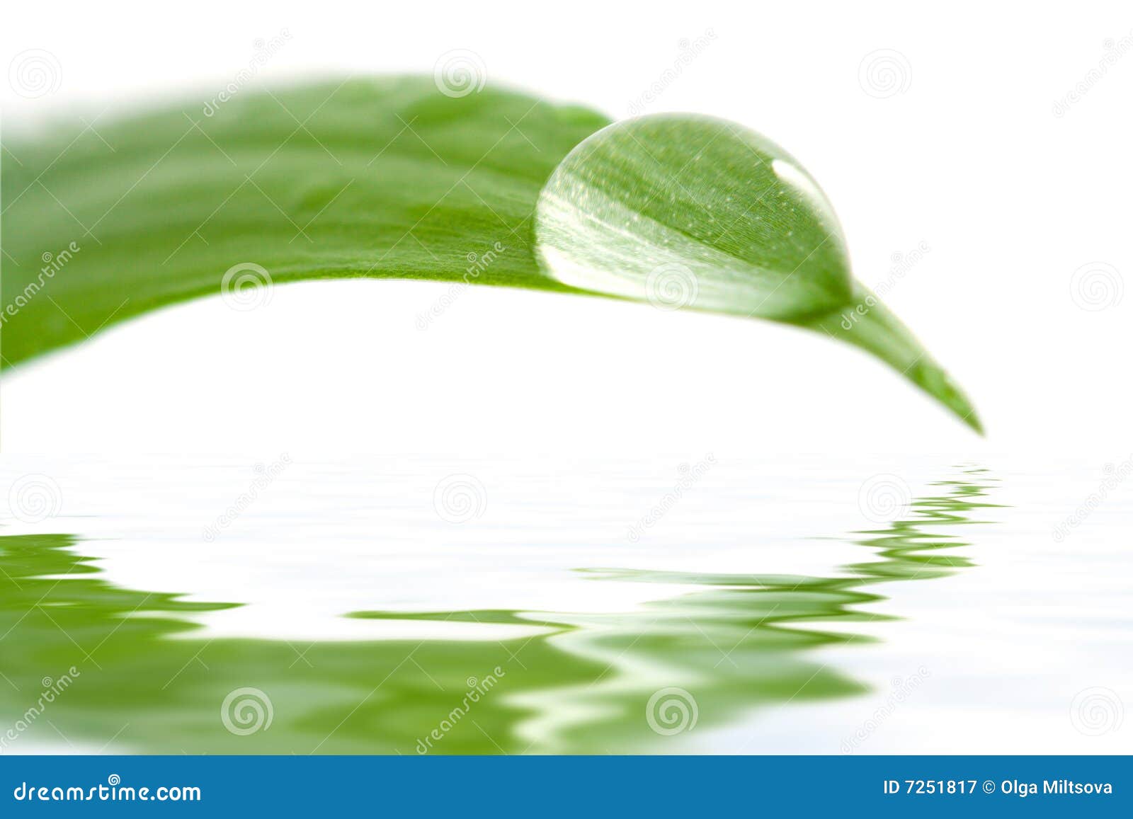 Water Drop on a Leaf Reflecting in Water Stock Image - Image of harmony ...
