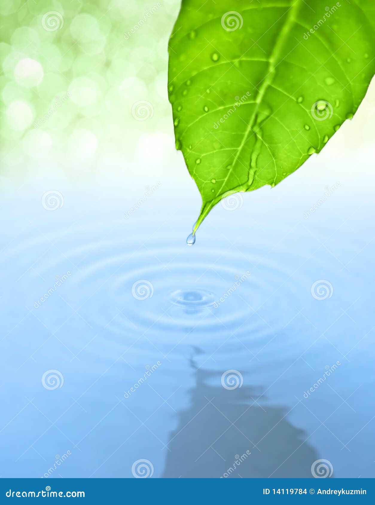 Water Drop and Leaf with Ripple and Reflection Stock Photo - Image of ...