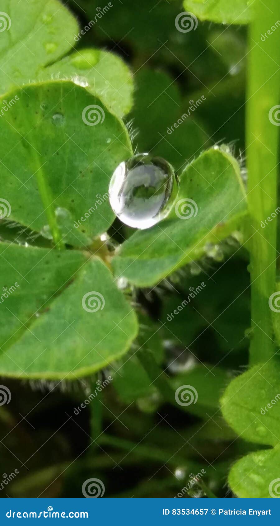 Water drop stock image. Image of water, leaf, spring - 83534657