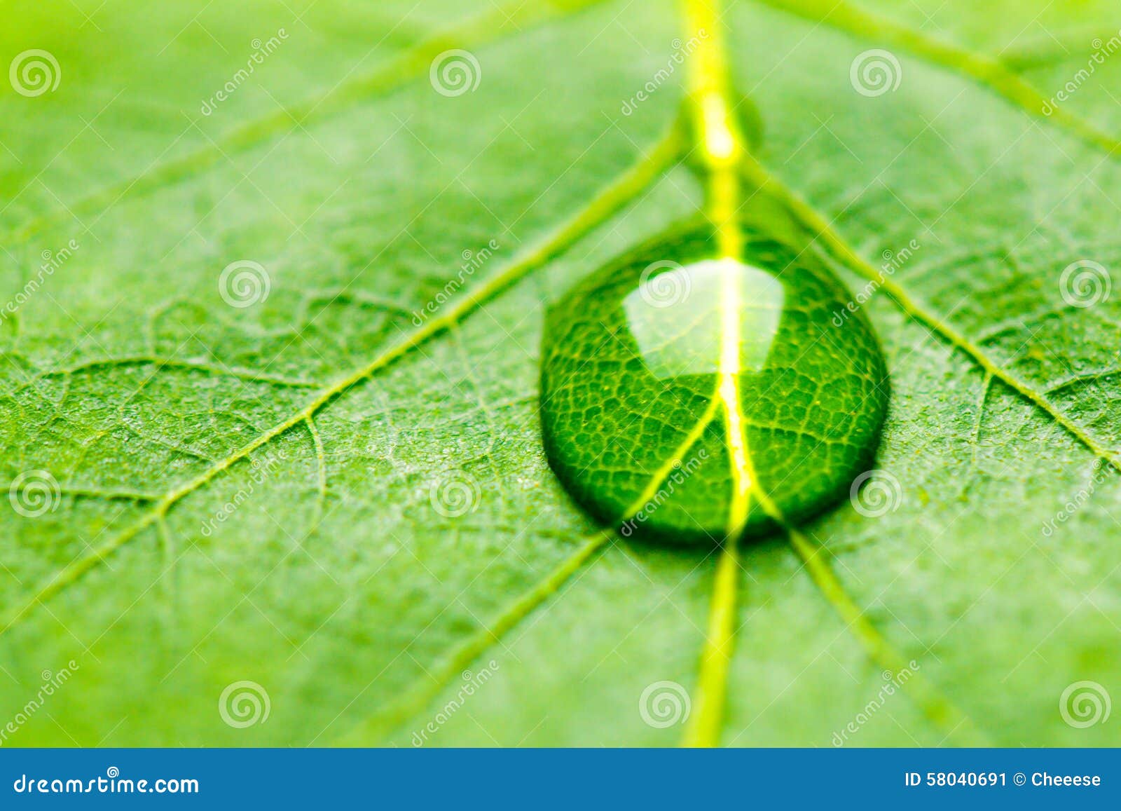 Water drop on leaf stock image. Image of drop, flora - 58040691