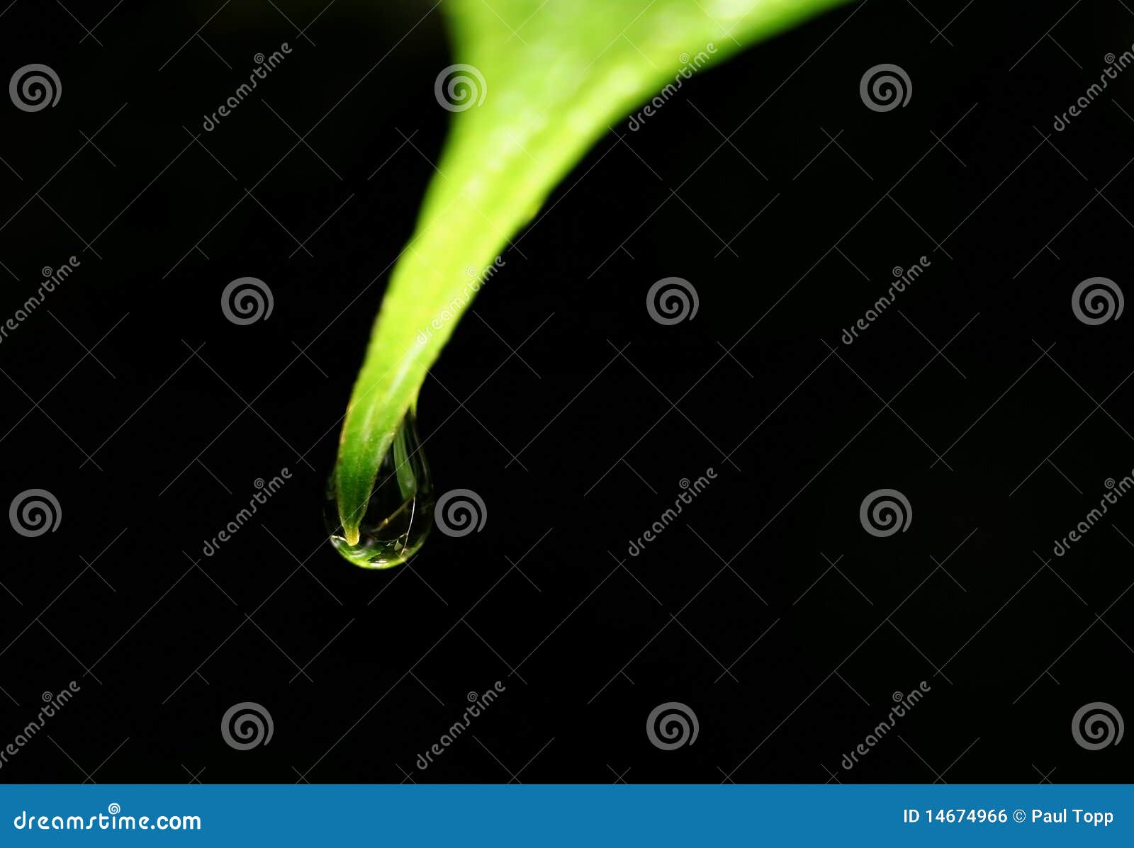 Water Drop on a Leaf Tip stock photo. Image of moisture - 14674966