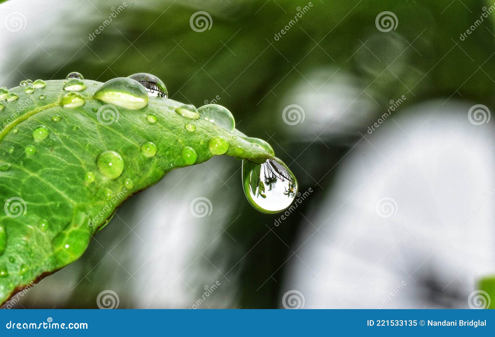 Water drop on Leaf Tip stock image. Image of moisture - 221533135