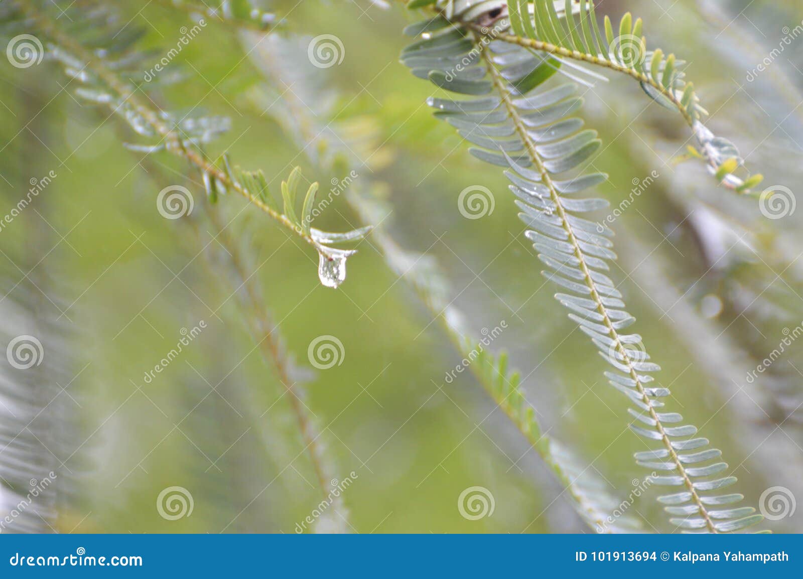 Water Drop stock photo. Image of nature, landscape, drops - 101913694