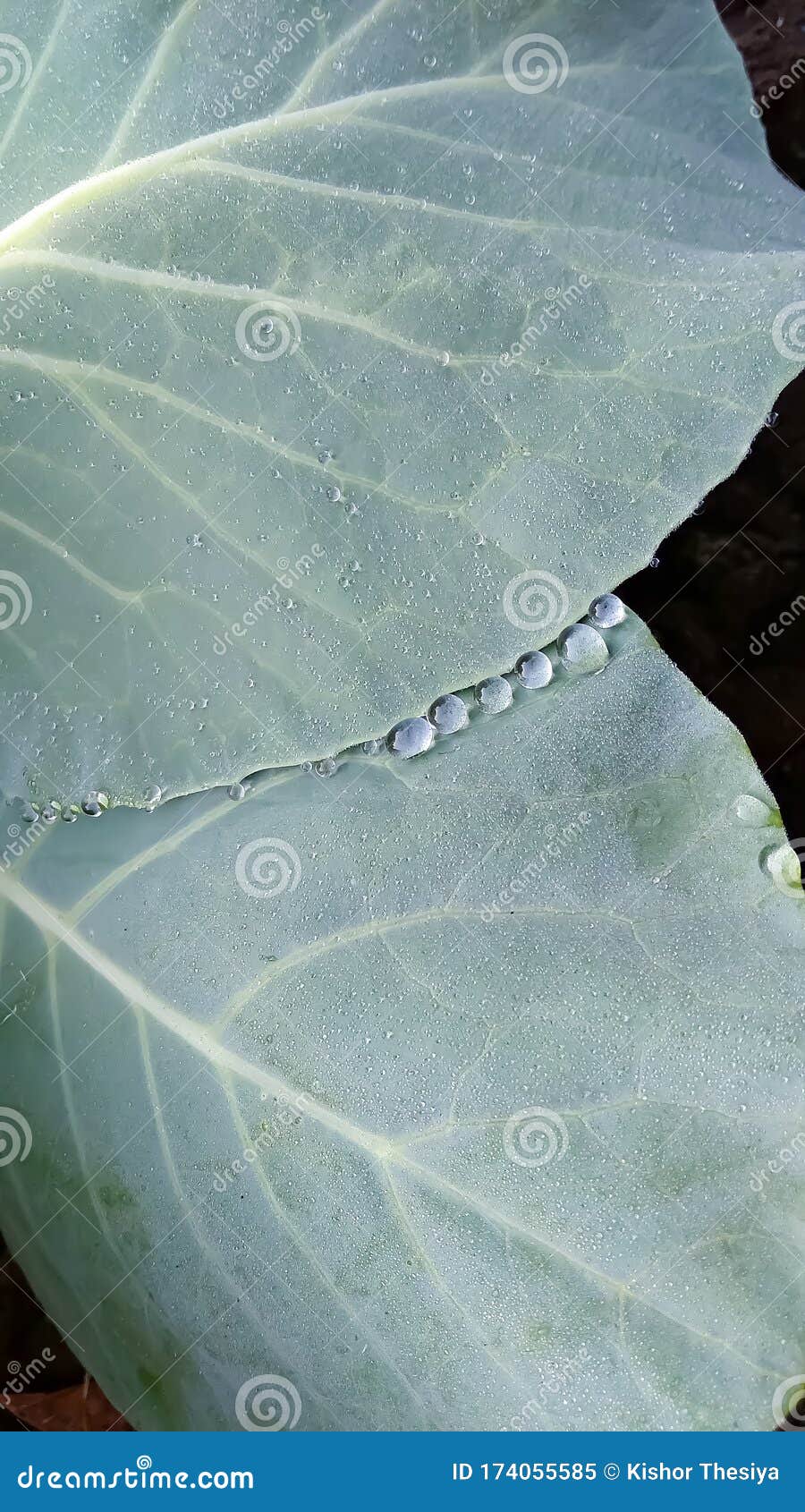 Water drop in leaf stock image. Image of drop, leaf - 174055585