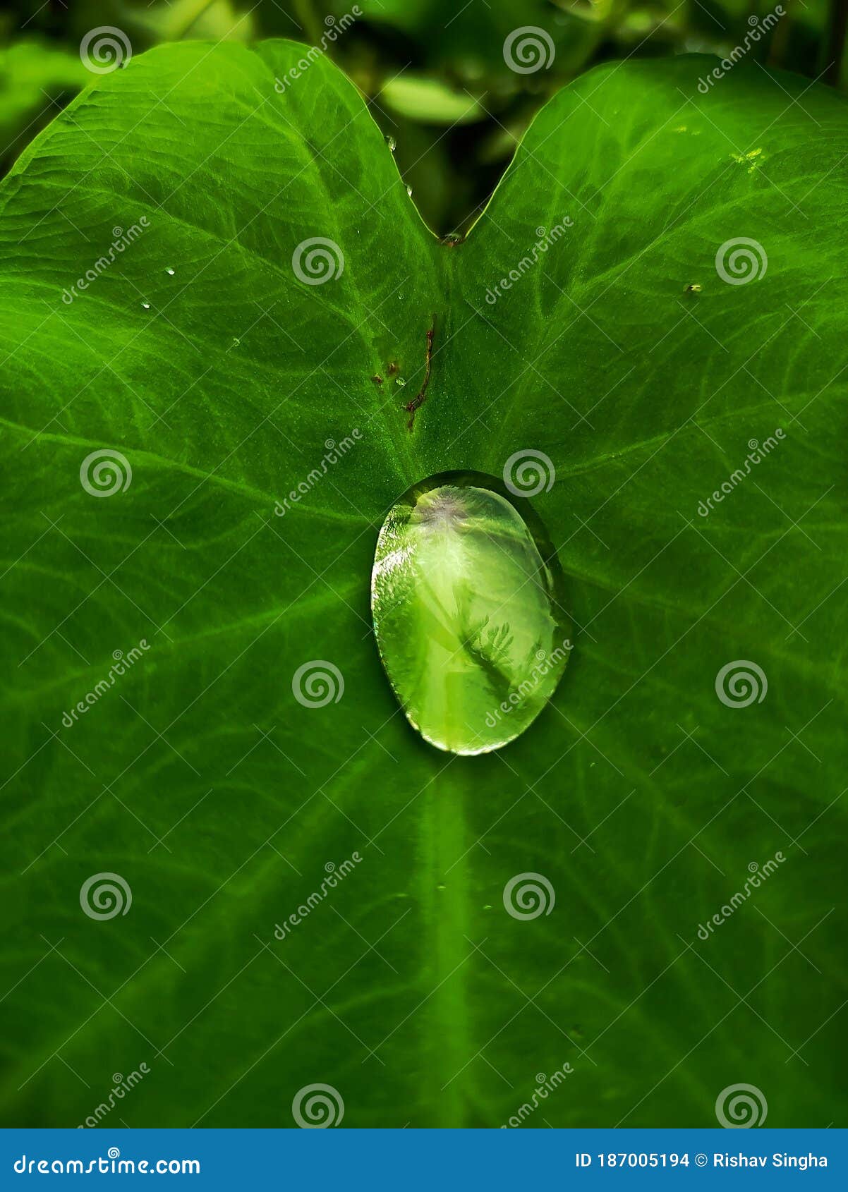 Water drop on a leaf stock photo. Image of sunlight - 187005194