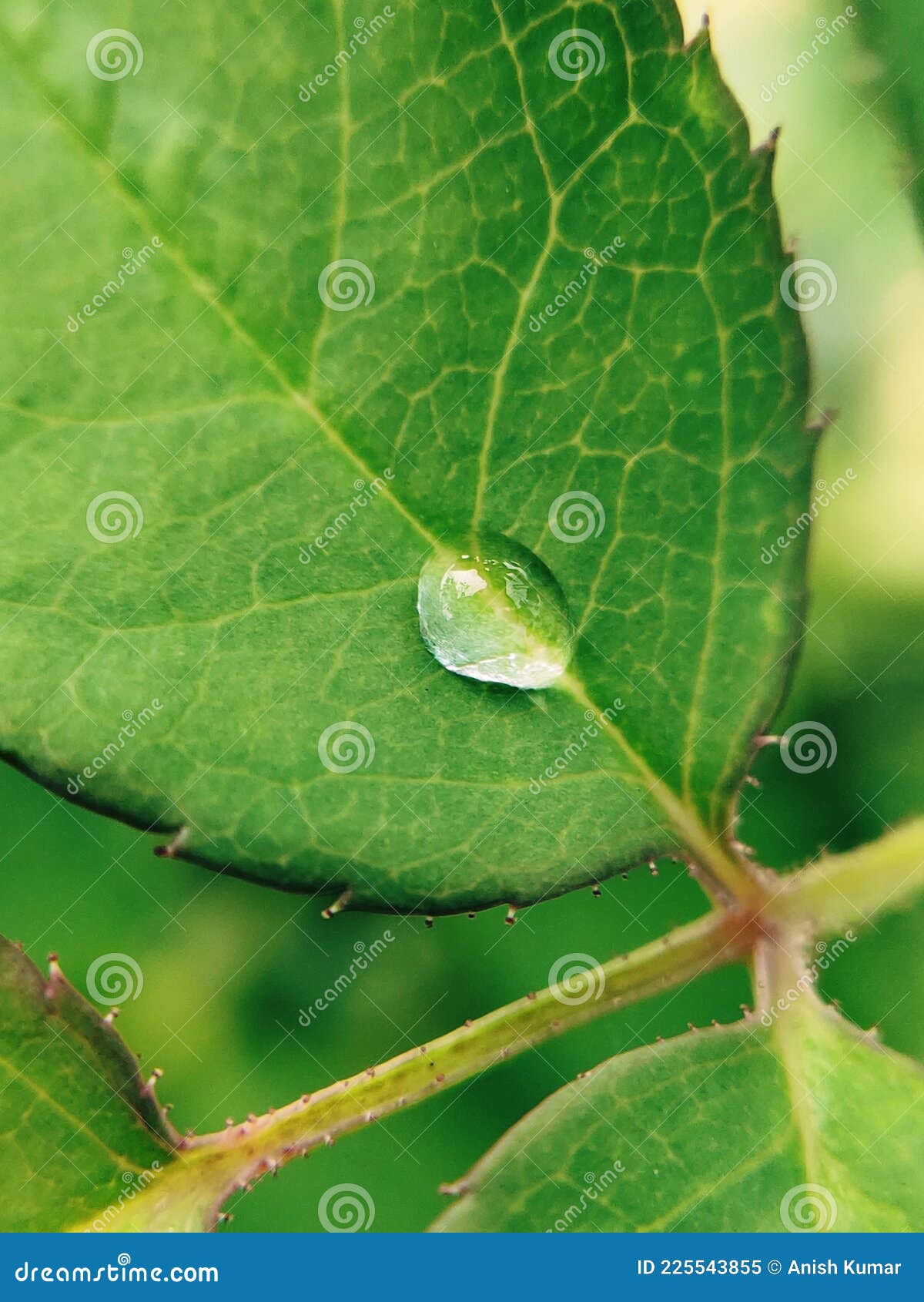 A water drop on a leaf stock image. Image of flower - 225543855