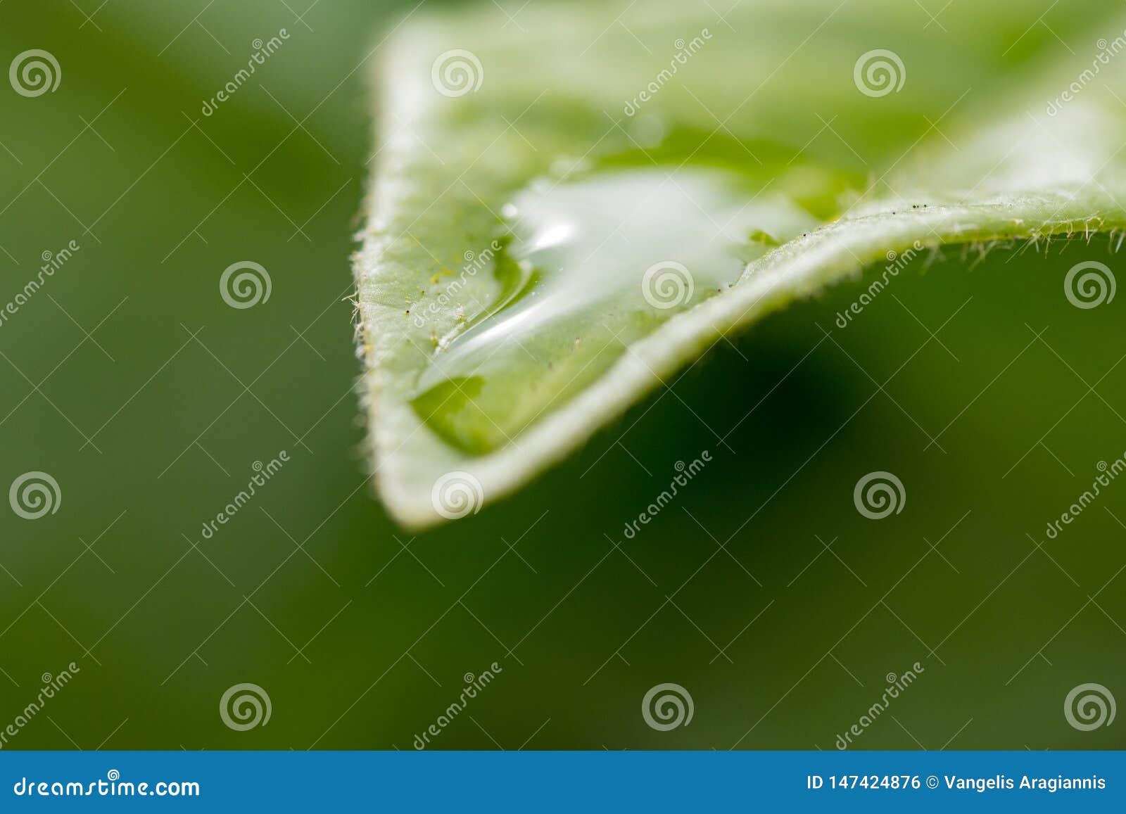 Water drop on a leaf stock photo. Image of clear, close - 147424876