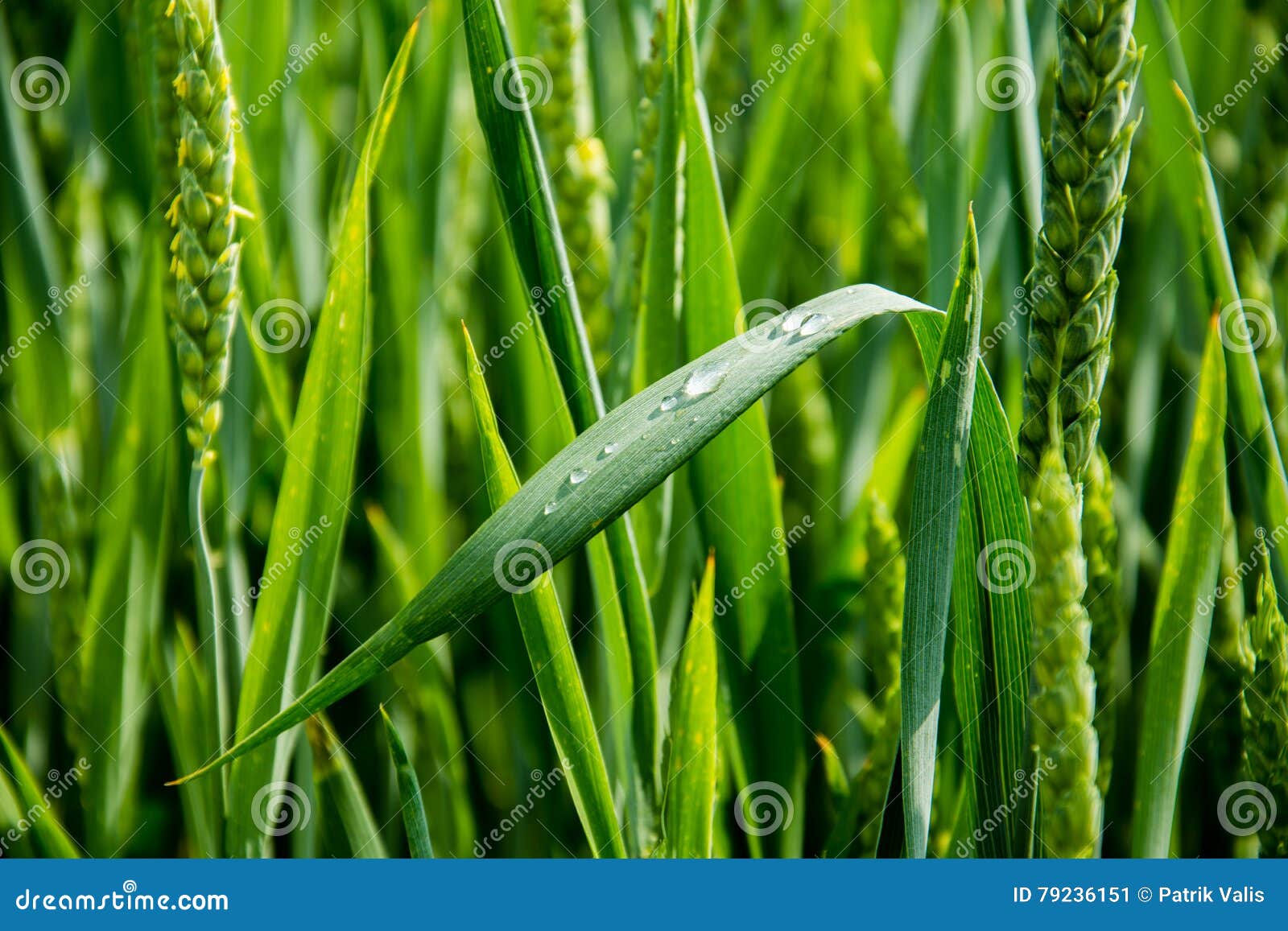 Water Drop on Leaf of Wheat. Stock Image - Image of green, cutter: 79236151