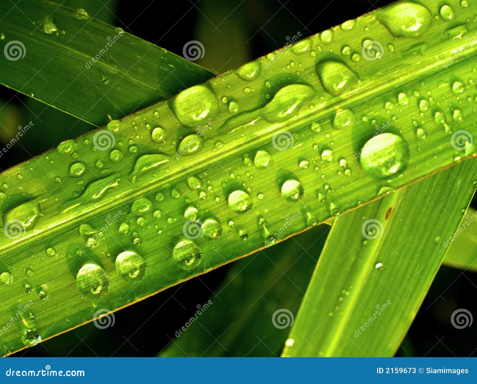 Water drop on leaves 06 stock image. Image of abstract - 2159673
