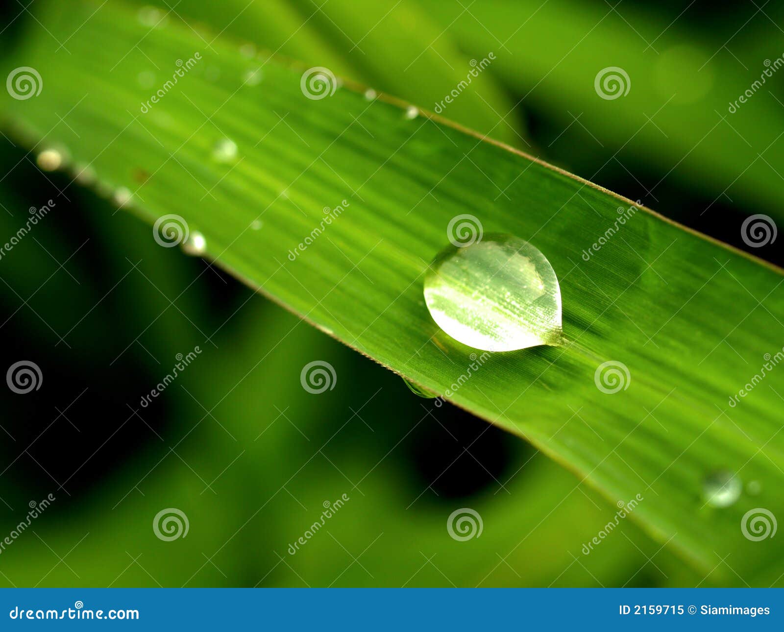 Water drop on leaves 08 stock image. Image of beauty, abstract - 2159715