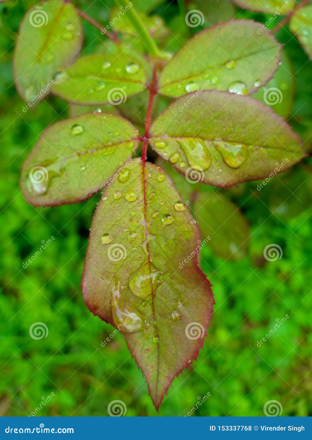 Water drop in leaves stock photo. Image of drop, water - 153337768