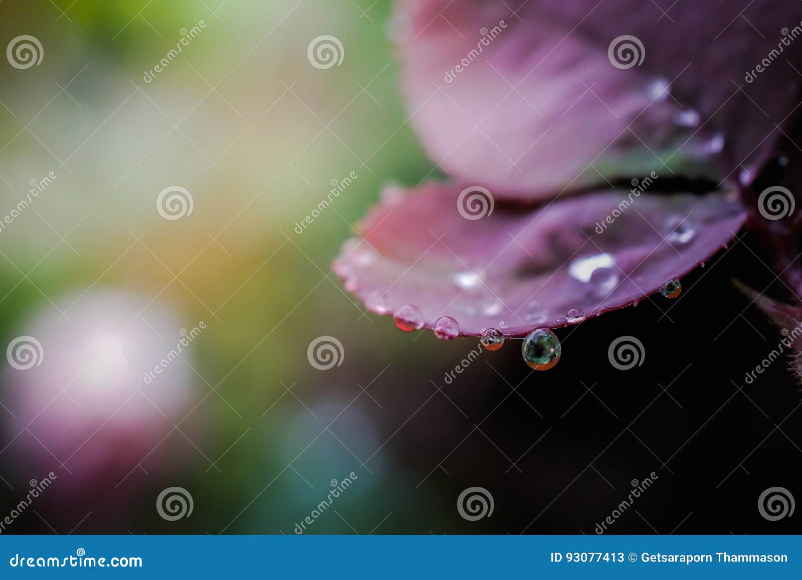 Water Drop on Leaves Background Stock Image - Image of rain, drops ...