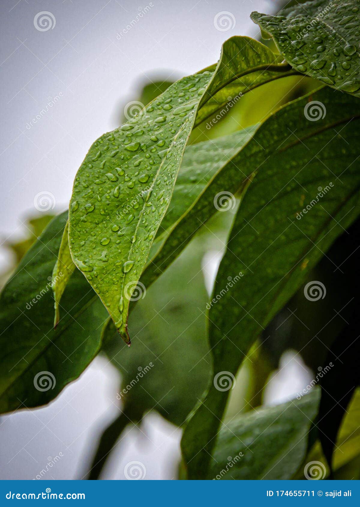 Water Drop in the Leaves of the Tree Stock Image - Image of water ...