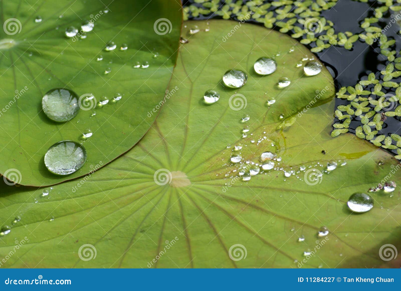 Water Drop on Lotus Leaf stock image. Image of lotus - 11284227