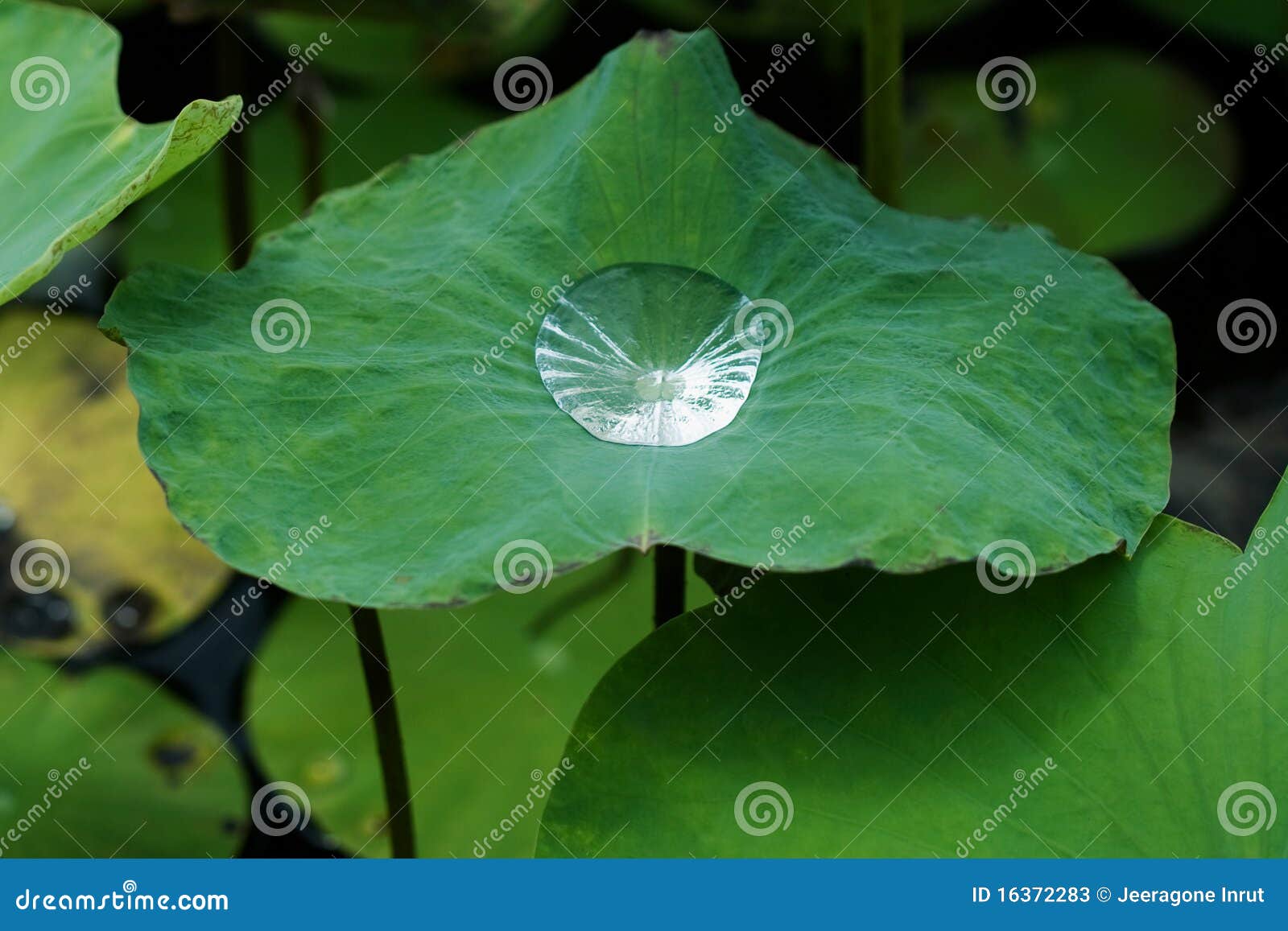 Water Drop on Lotus Leaf stock image. Image of blossom - 16372283