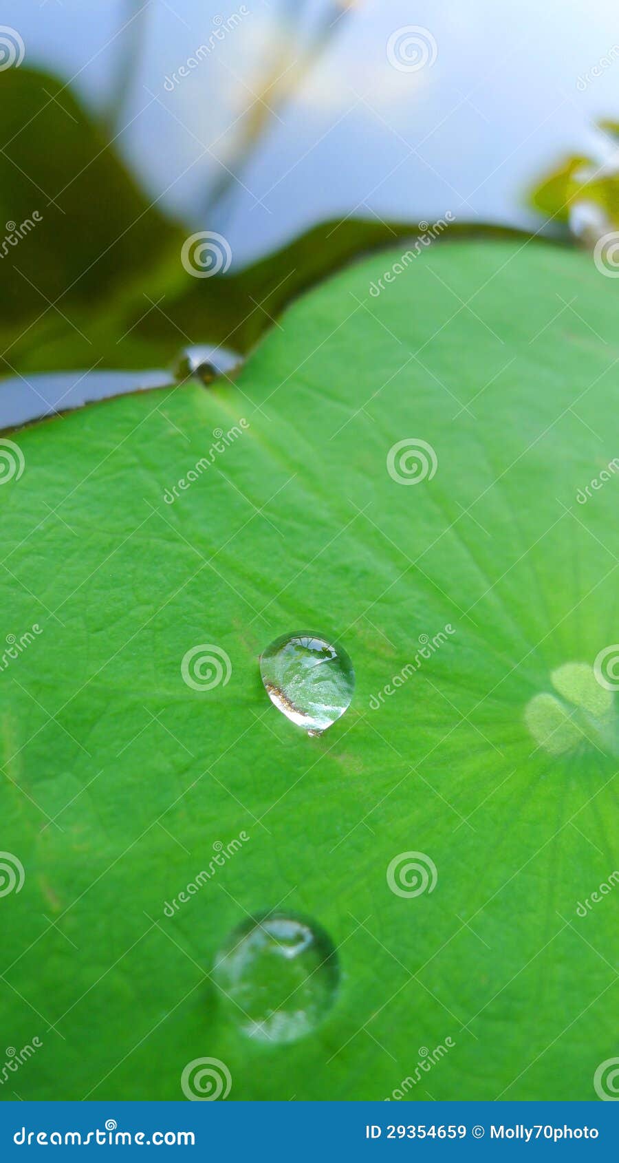 Water drop on lotus leaf stock image. Image of water - 29354659