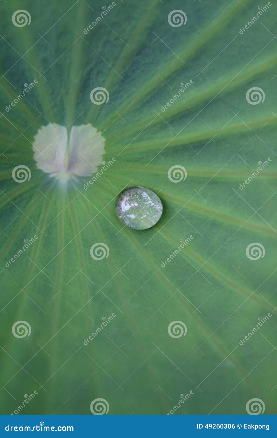Water drop on lotus leaf stock photo. Image of element - 49260306