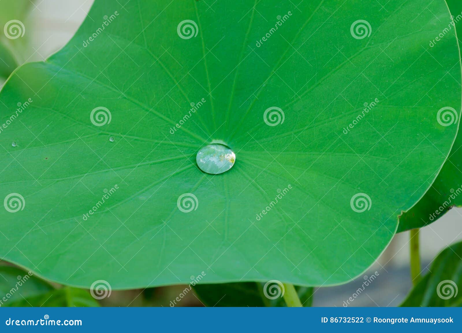Water drop on Lotus leaf stock photo. Image of botany - 86732522