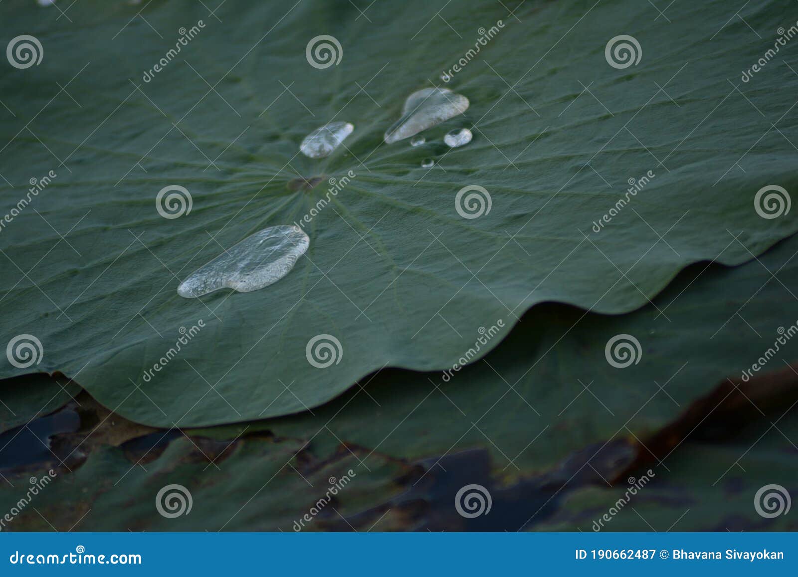 Water drop on a lotus leaf stock image. Image of green - 190662487