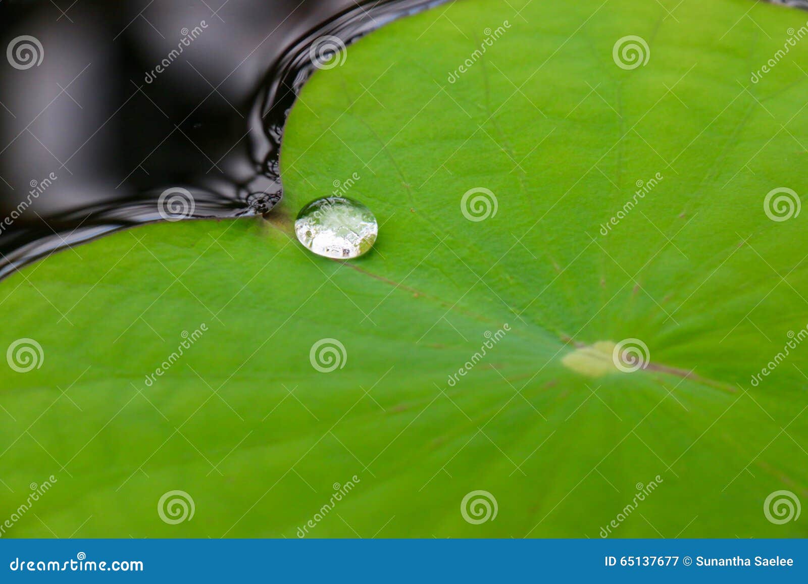 Water Drop on the Lotus Leaf. Stock Image - Image of background, plants ...