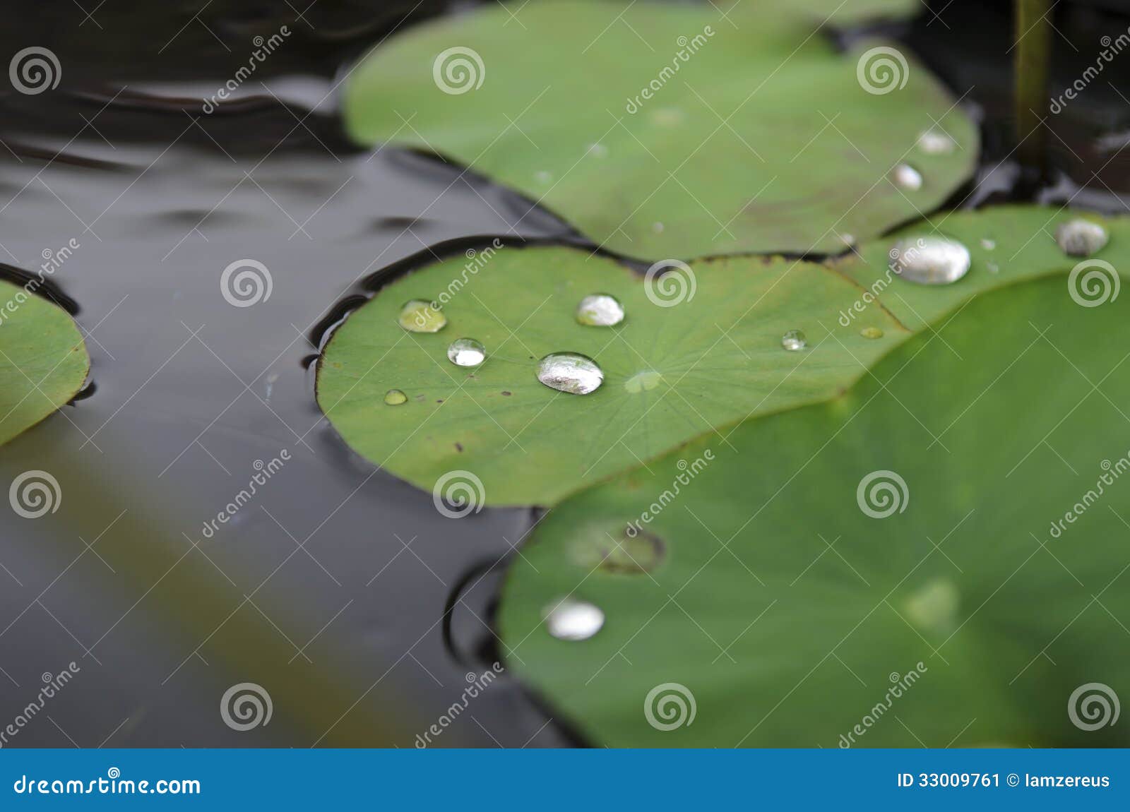 Water Drop on the Lotus Leaf Stock Image - Image of organic, flora ...