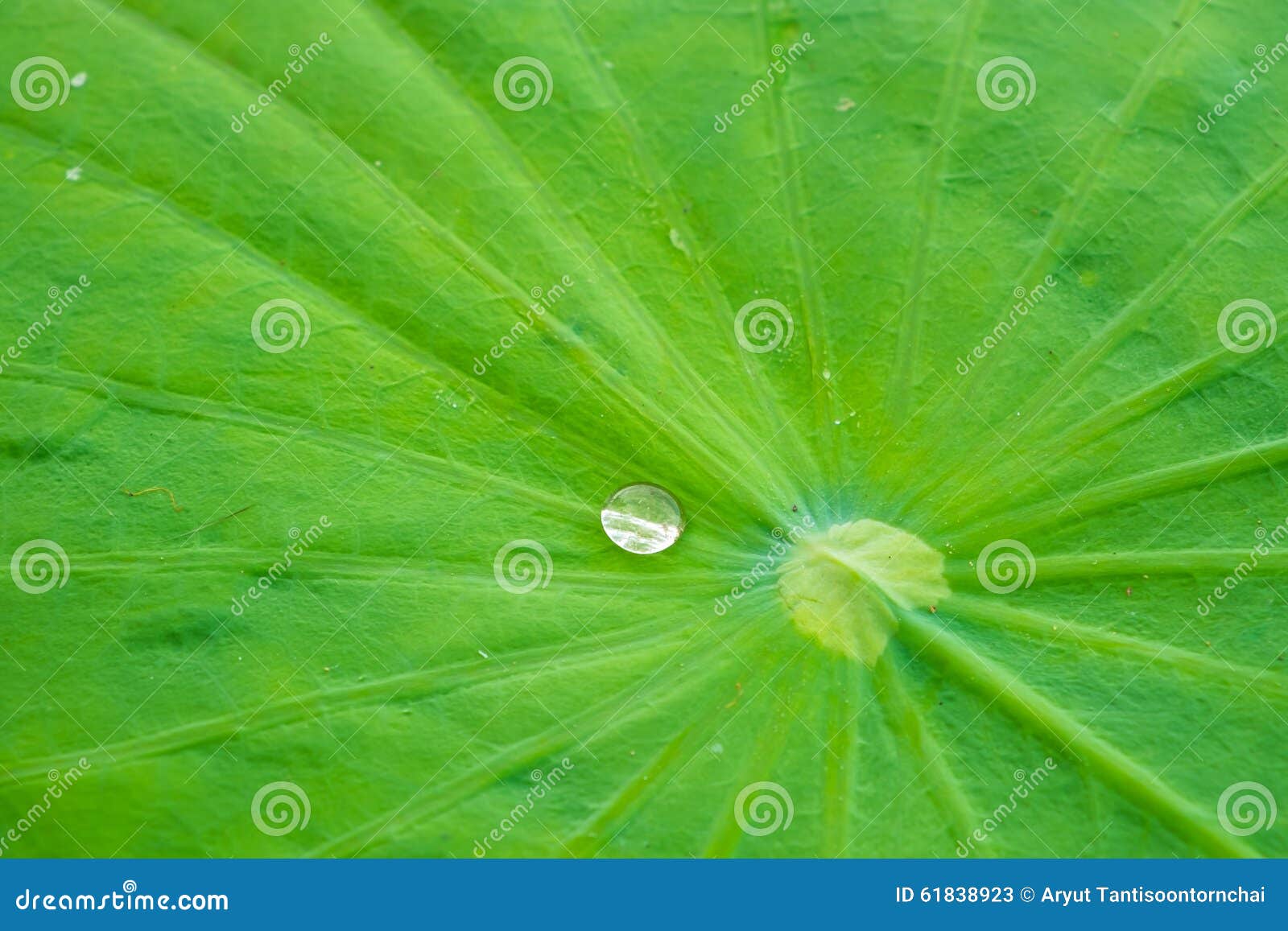 Water drop on lotus leaf stock image. Image of aquatic - 61838923