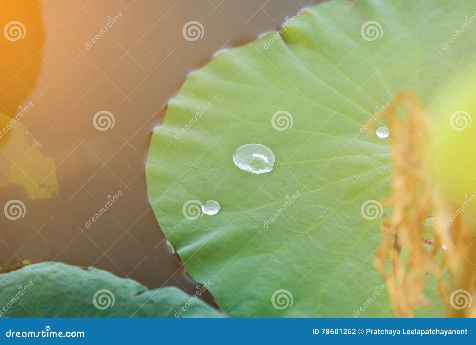 Water drop on lotus leaf stock photo. Image of circle - 78601262