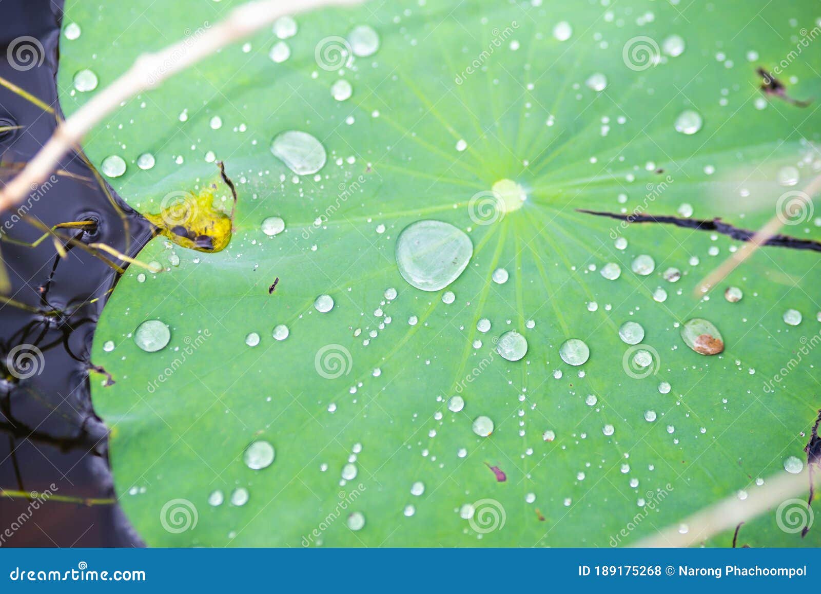 Water drop on lotus leaf stock photo. Image of calm - 189175268