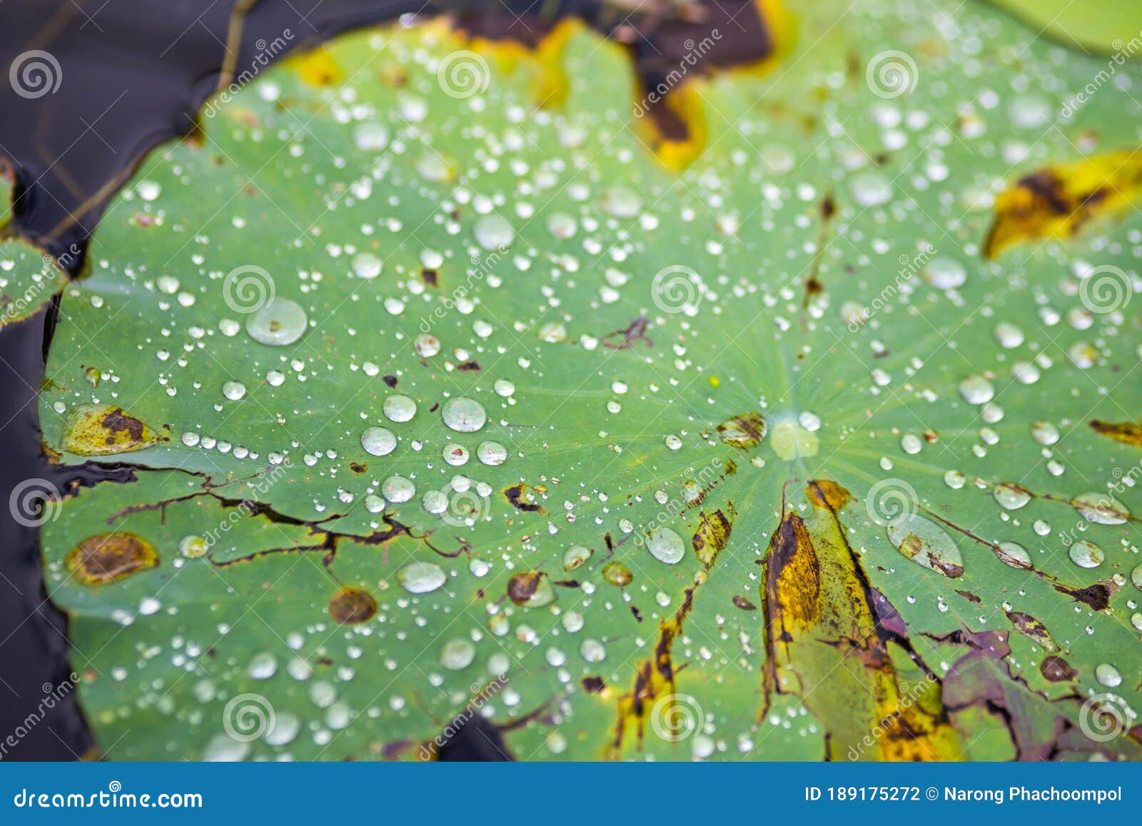 Water drop on lotus leaf stock photo. Image of macro - 189175272