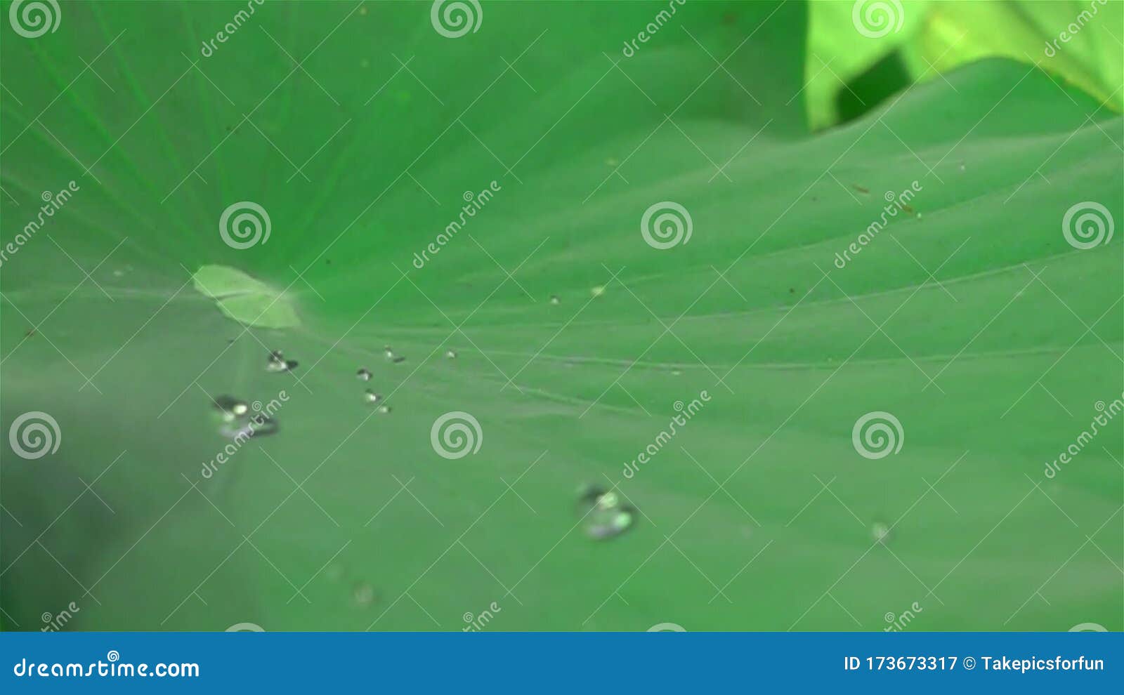 Water Drop on Lotus Leaf in Sunlight Stock Video - Video of roll, lotus ...